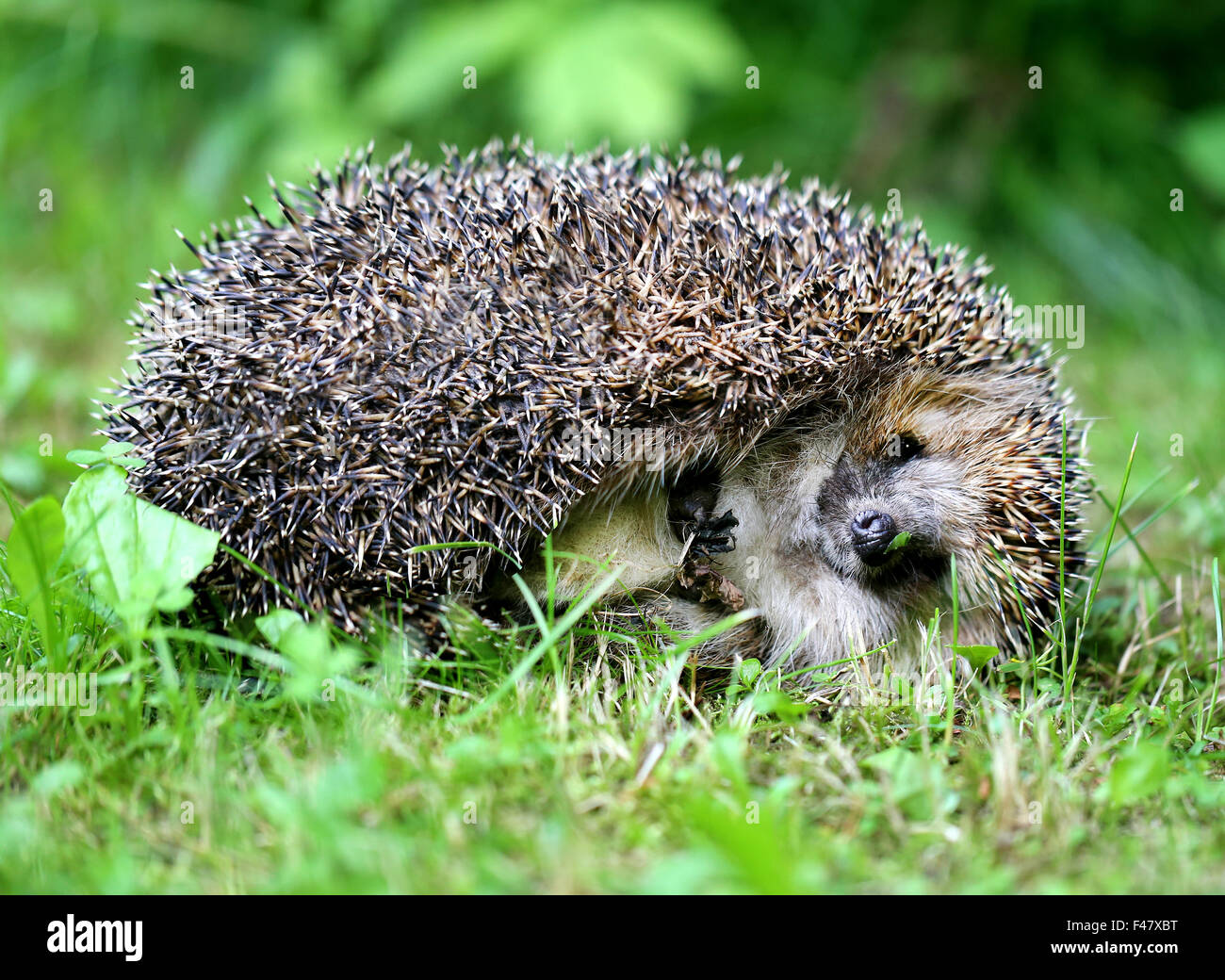 thick hedgehog is photographed on the grass close up Stock Photo - Alamy