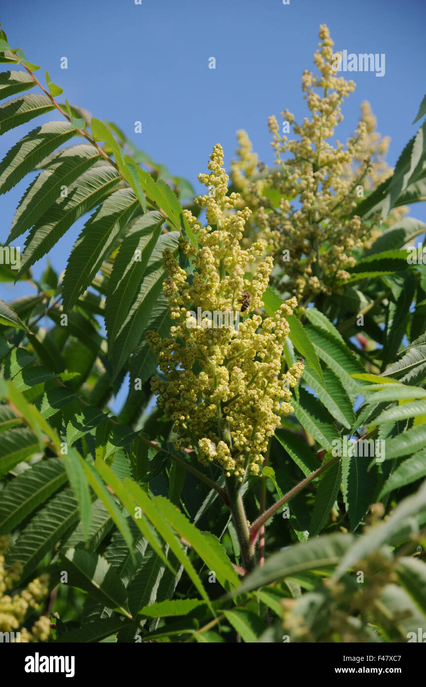 Sumac trees hi-res stock photography and images - Alamy