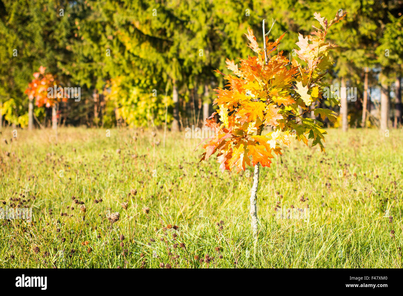 Young tree turning in vibrant autumn colors Stock Photo - Alamy