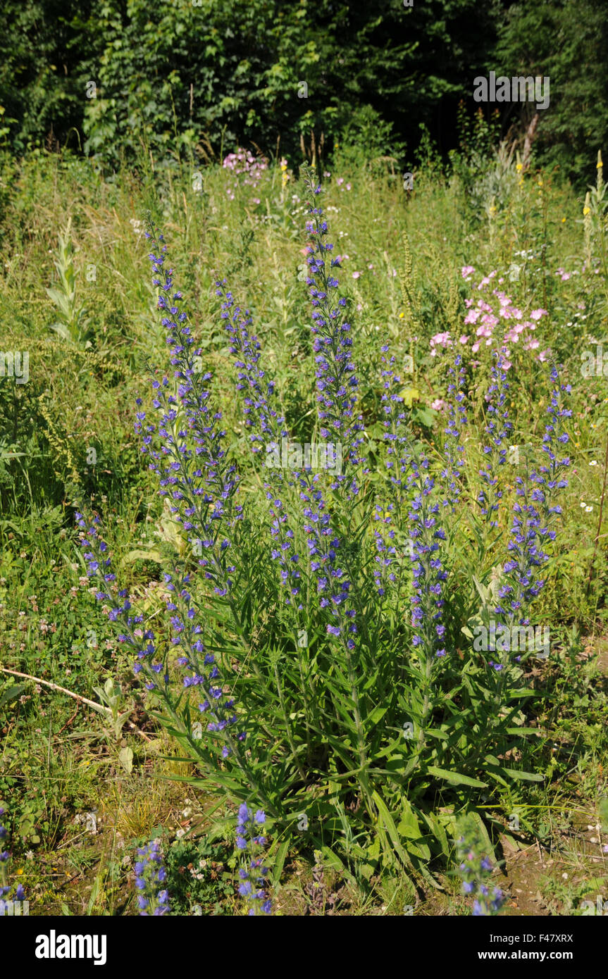 Vipers bugloss Stock Photo - Alamy