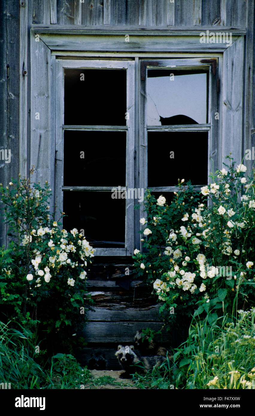 Two raccoon dogs, Finland Stock Photo - Alamy