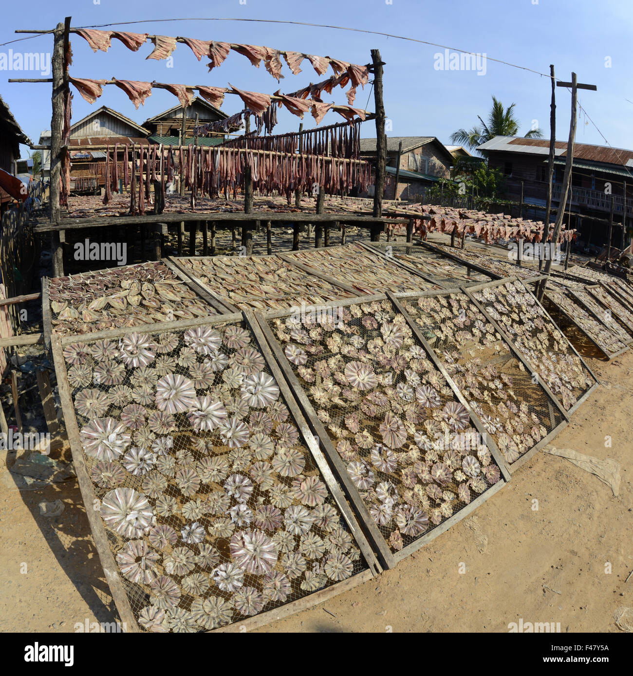 ASIA MYANMAR MYEIK DRY FISH PRODUCTION Stock Photo - Alamy