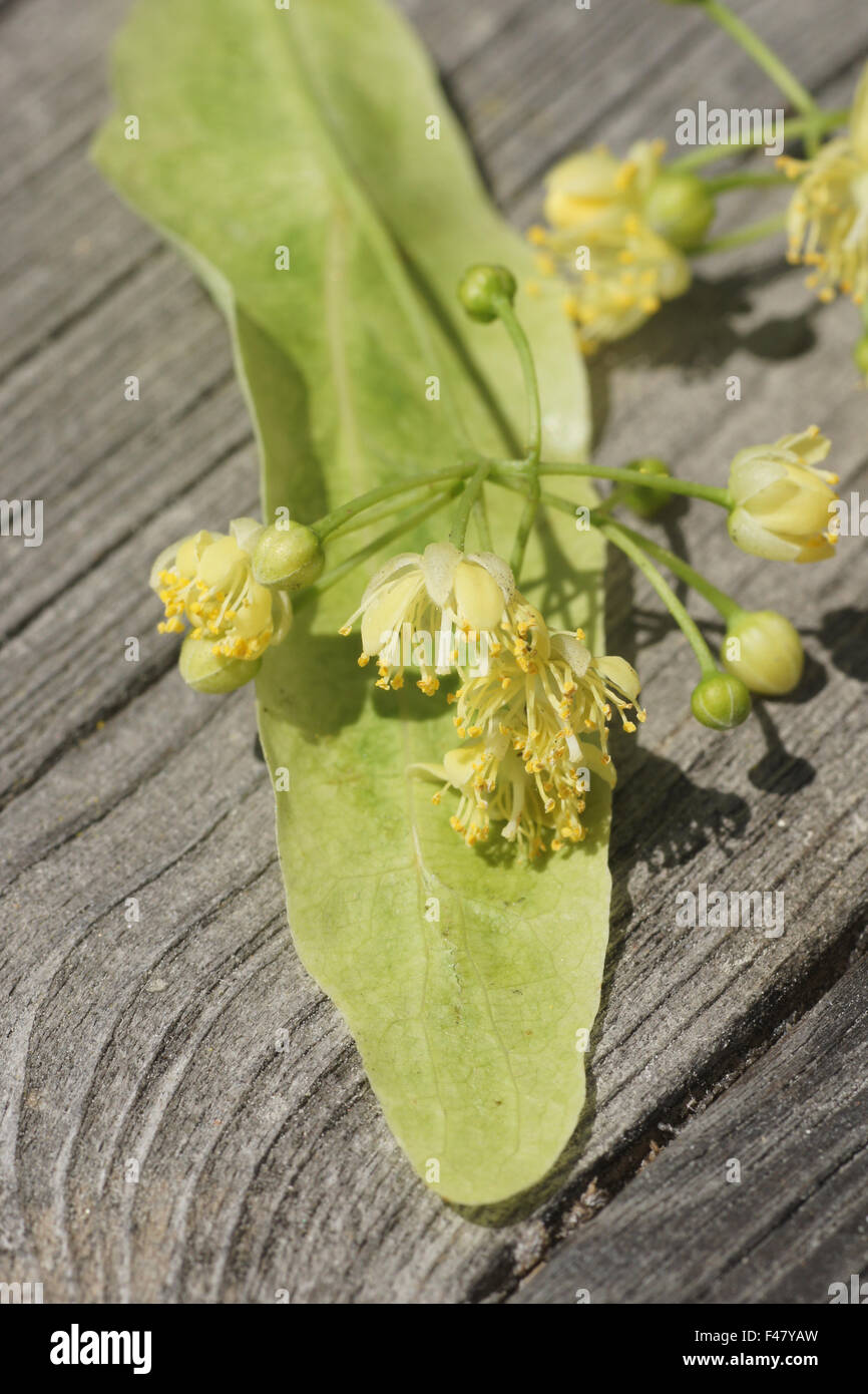 Largeleaved lime hi-res stock photography and images - Alamy