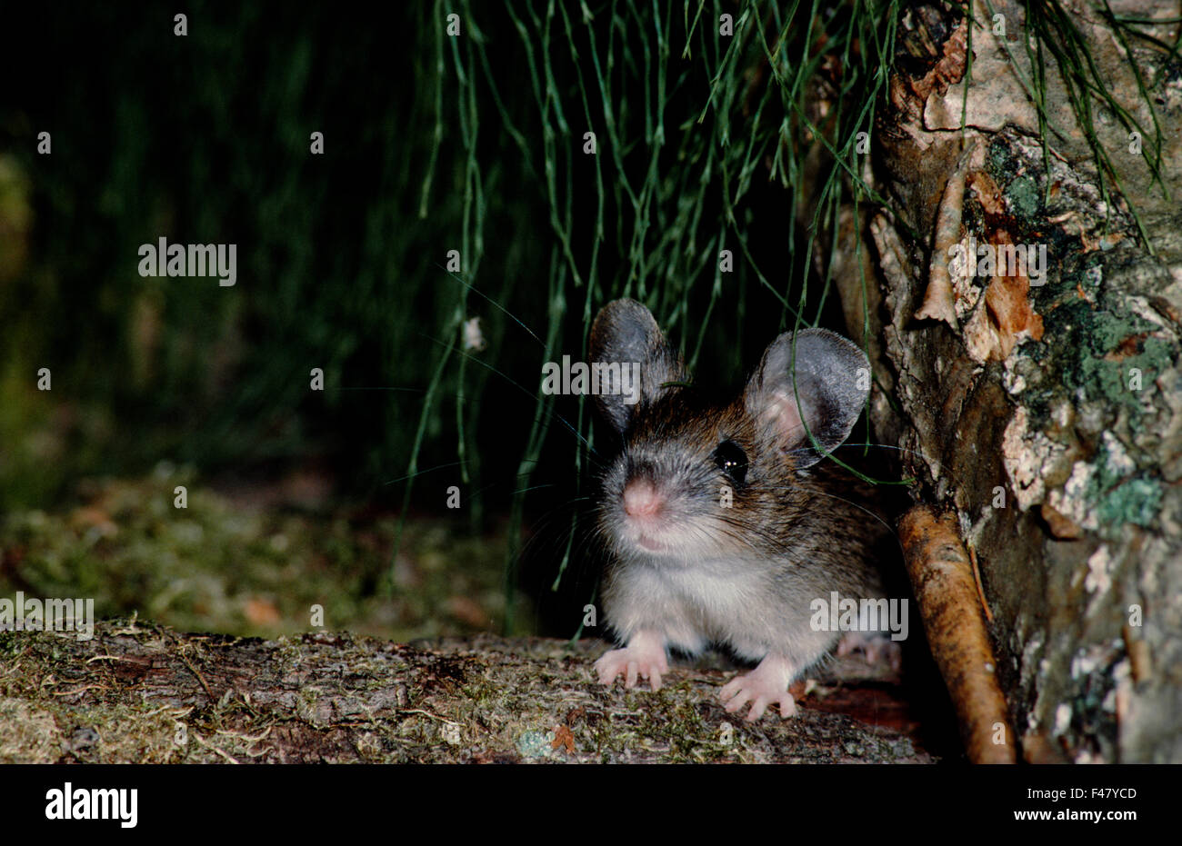 A Yellow-necked Mouse, Finland Stock Photo - Alamy