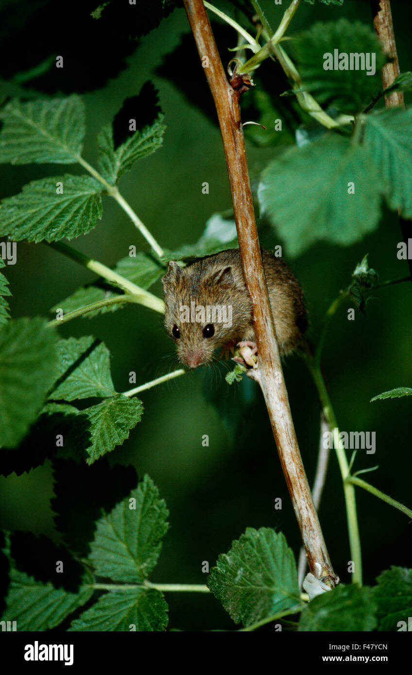 Northern Birch Mouse, Finland Stock Photo - Alamy