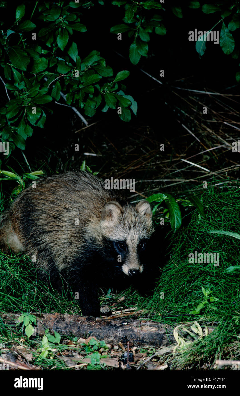 Wild animals in finland hi-res stock photography and images - Alamy