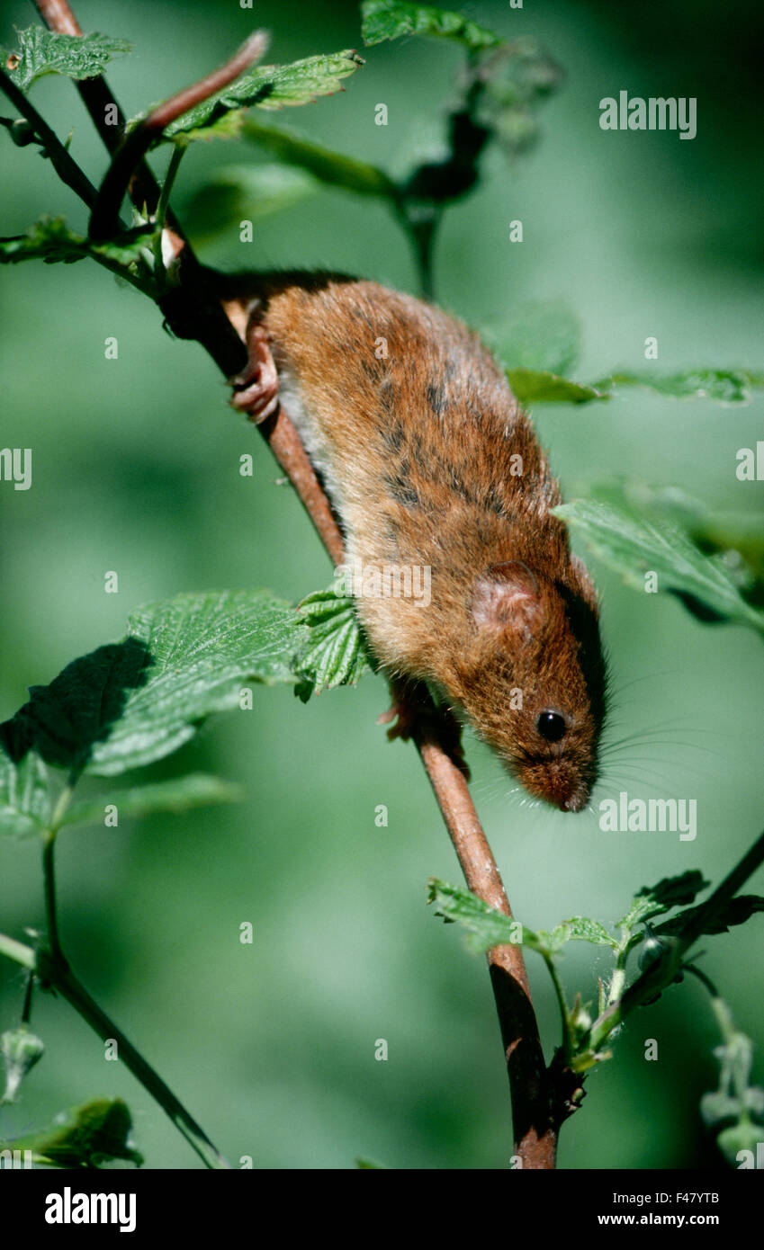 A harvest mouse, Finland Stock Photo - Alamy