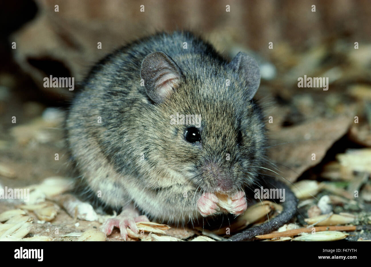 House mouse hi-res stock photography and images - Alamy