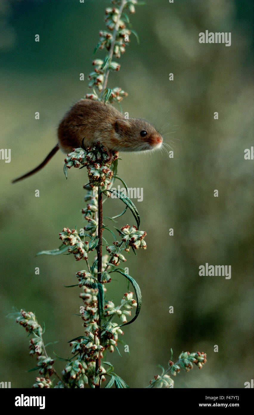 A harvest mouse, Finland Stock Photo - Alamy