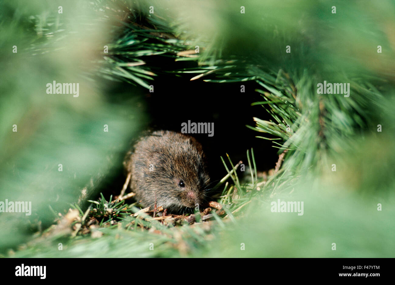 Field vole hi-res stock photography and images - Alamy