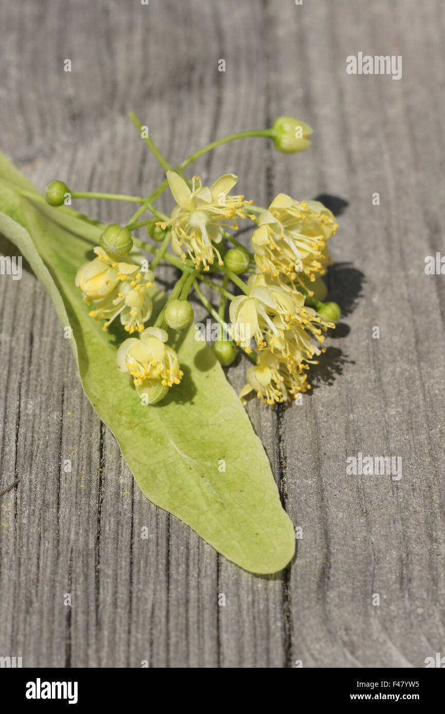 Largeleaved lime hi-res stock photography and images - Alamy