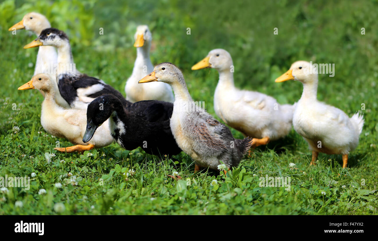 Beautiful ducks on a farm photographed close up Stock Photo - Alamy