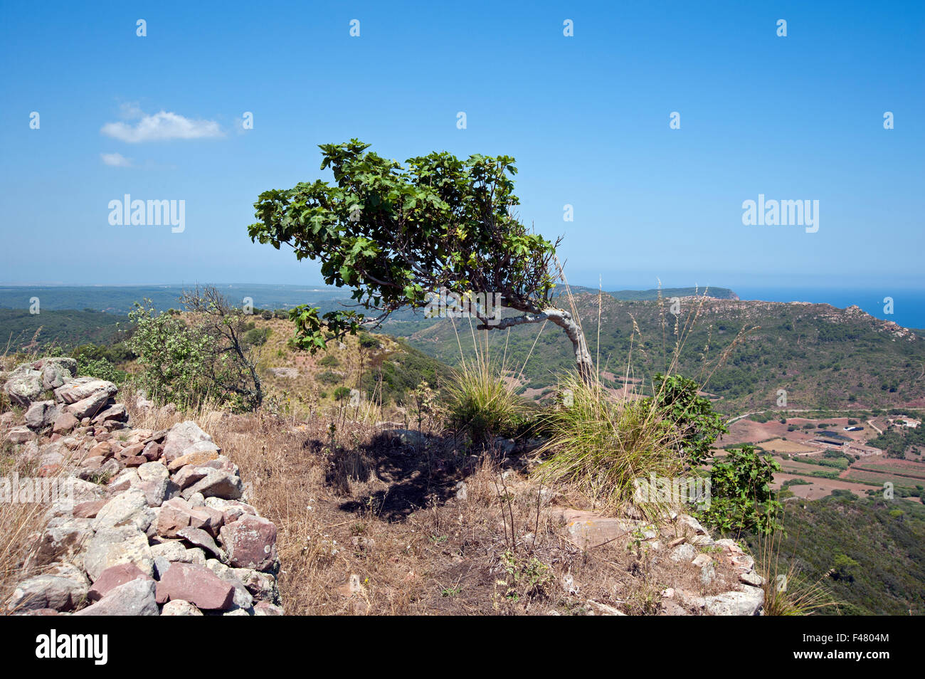 Wind swept trees hi-res stock photography and images - Alamy