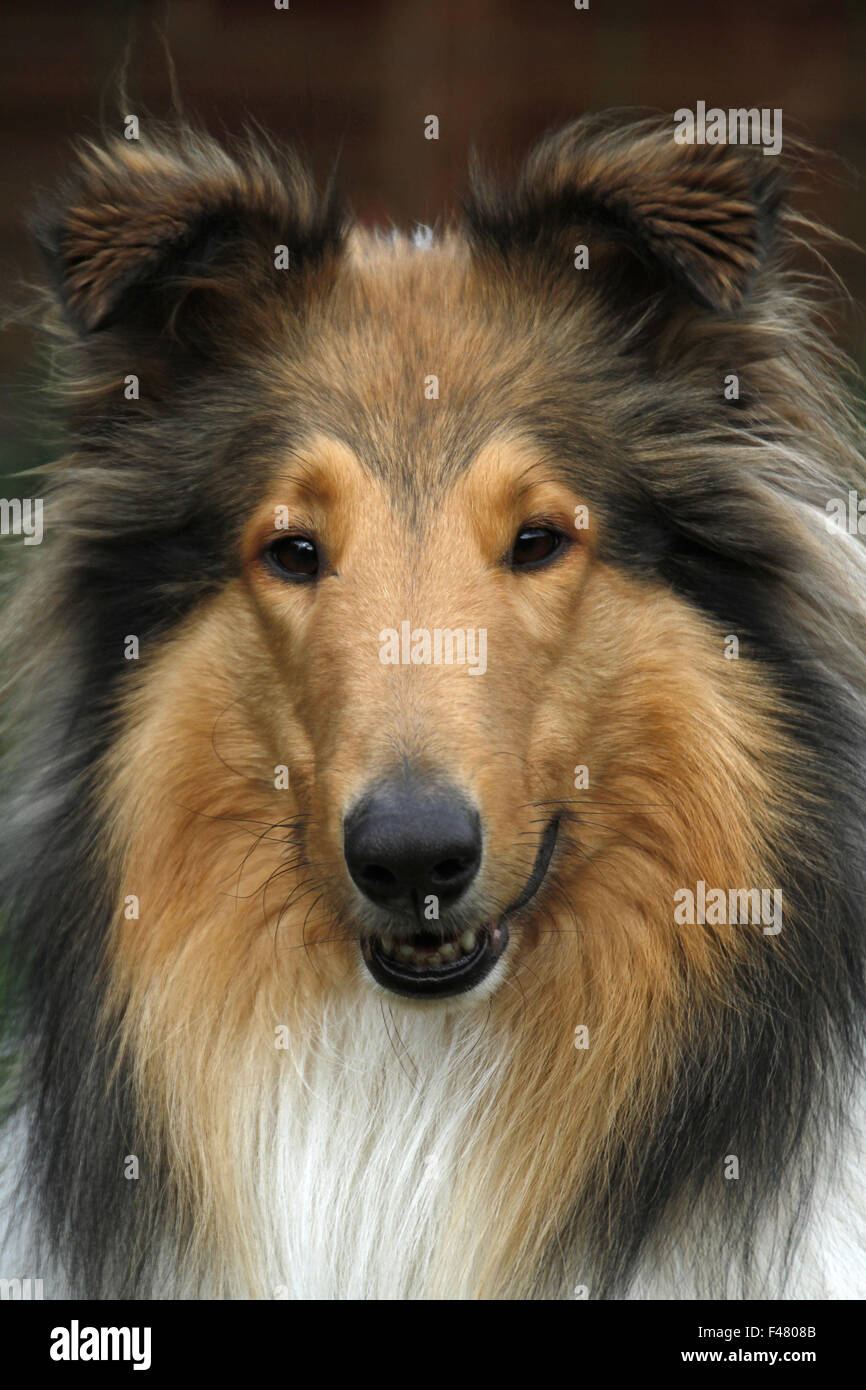 Langhaarcollie hi-res stock photography and images - Alamy