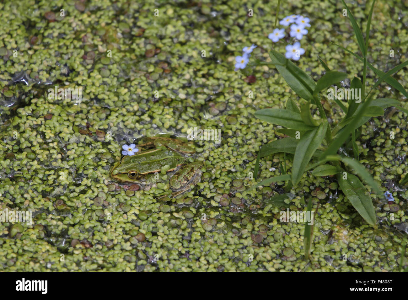 Frosch klein hi-res stock photography and images - Alamy