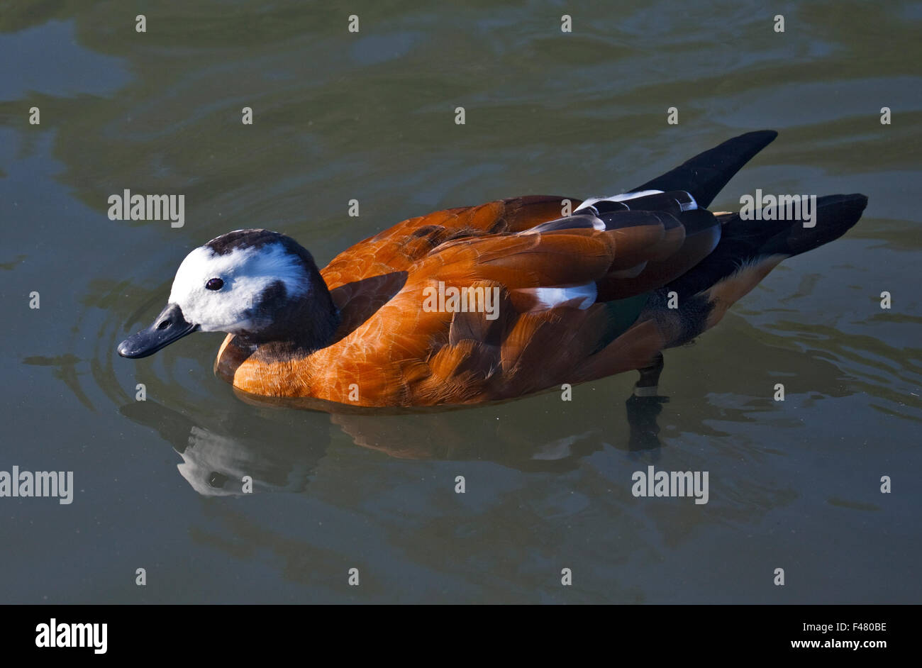 Female cape shelduck hi-res stock photography and images - Alamy