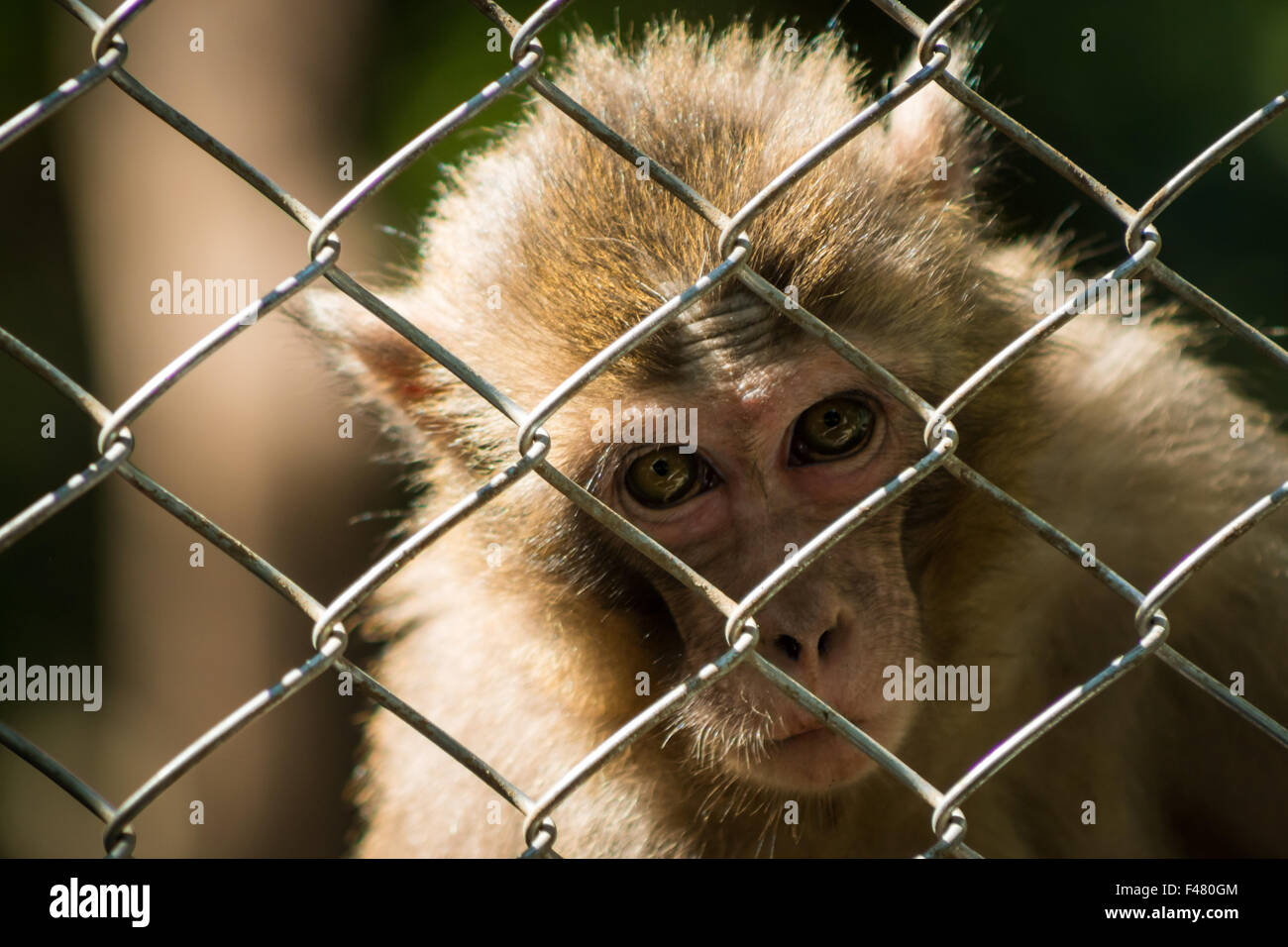 monkey in cage Stock Photo - Alamy