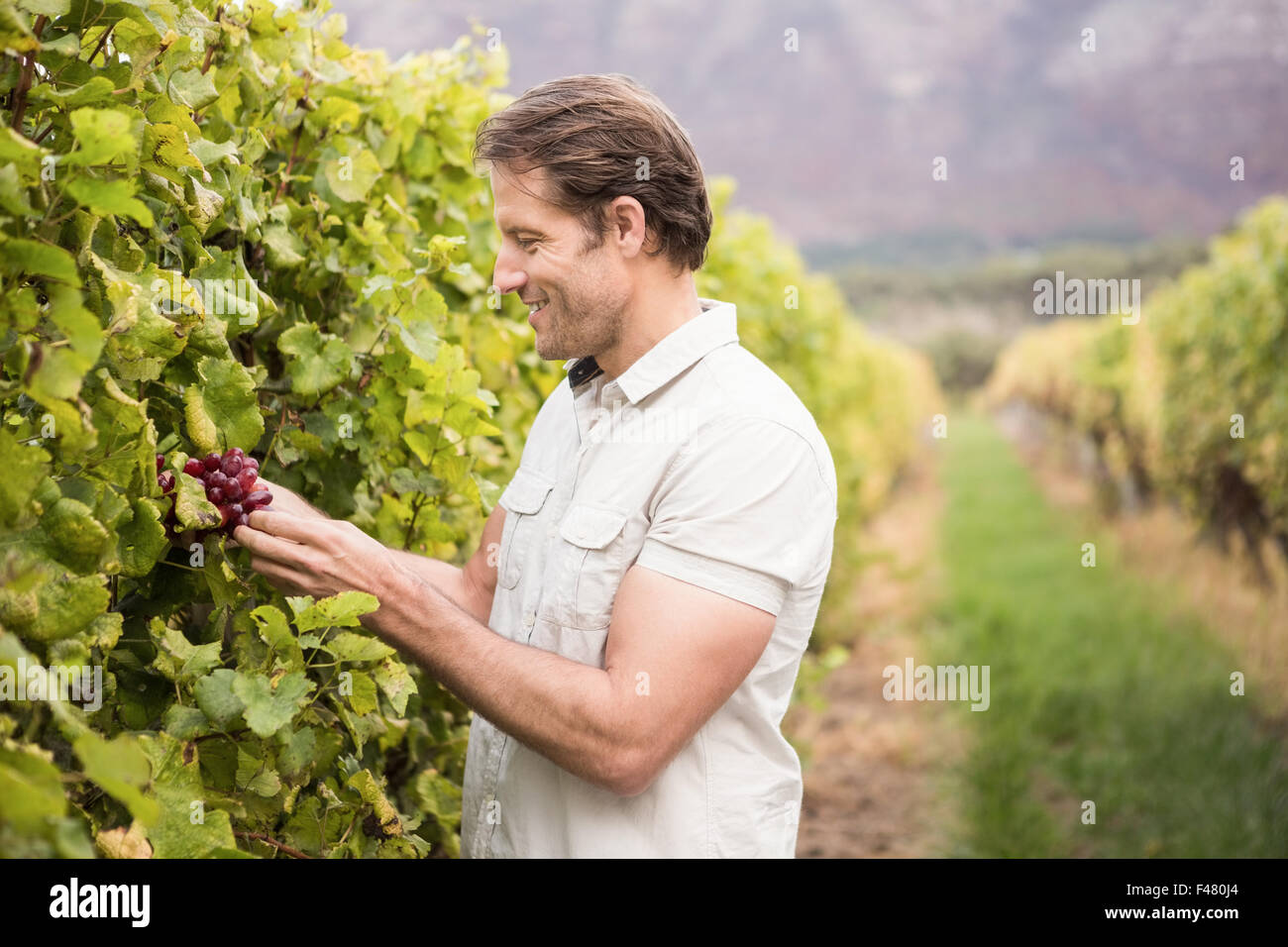 A man picking some grapes in his vineyard Stock Photo - Alamy