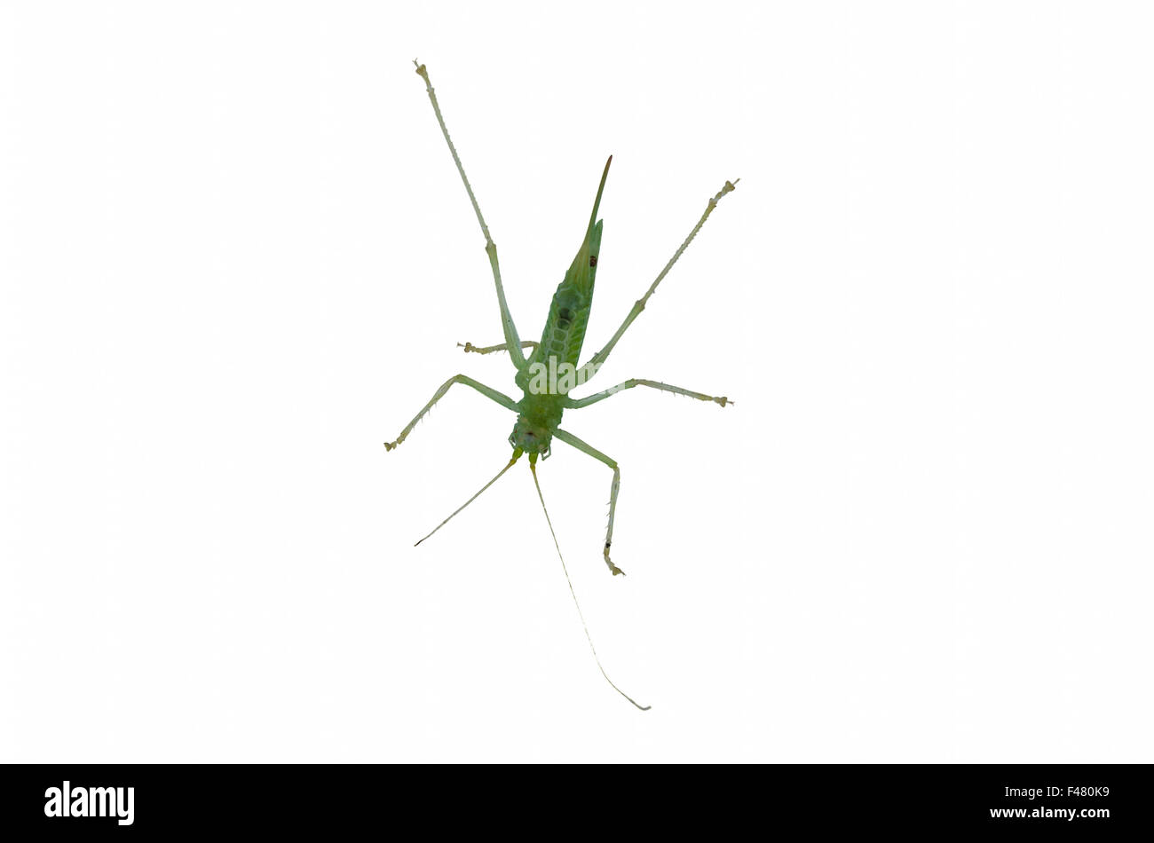 Small grasshopper, Aufnahem from below Stock Photo - Alamy