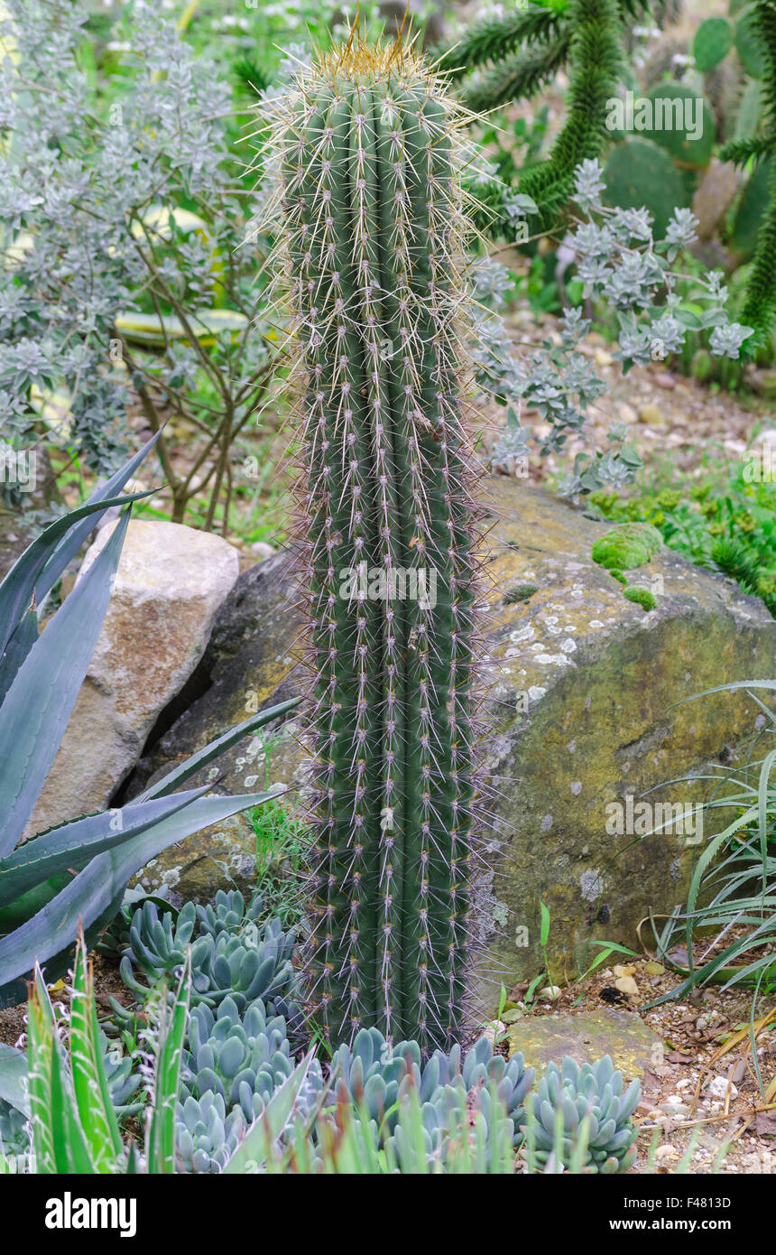 Cereus species hi-res stock photography and images - Alamy