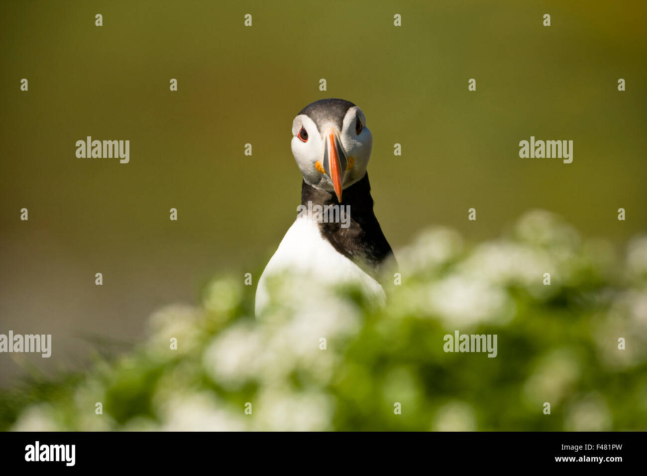 Puffin looking into camera hi-res stock photography and images - Alamy