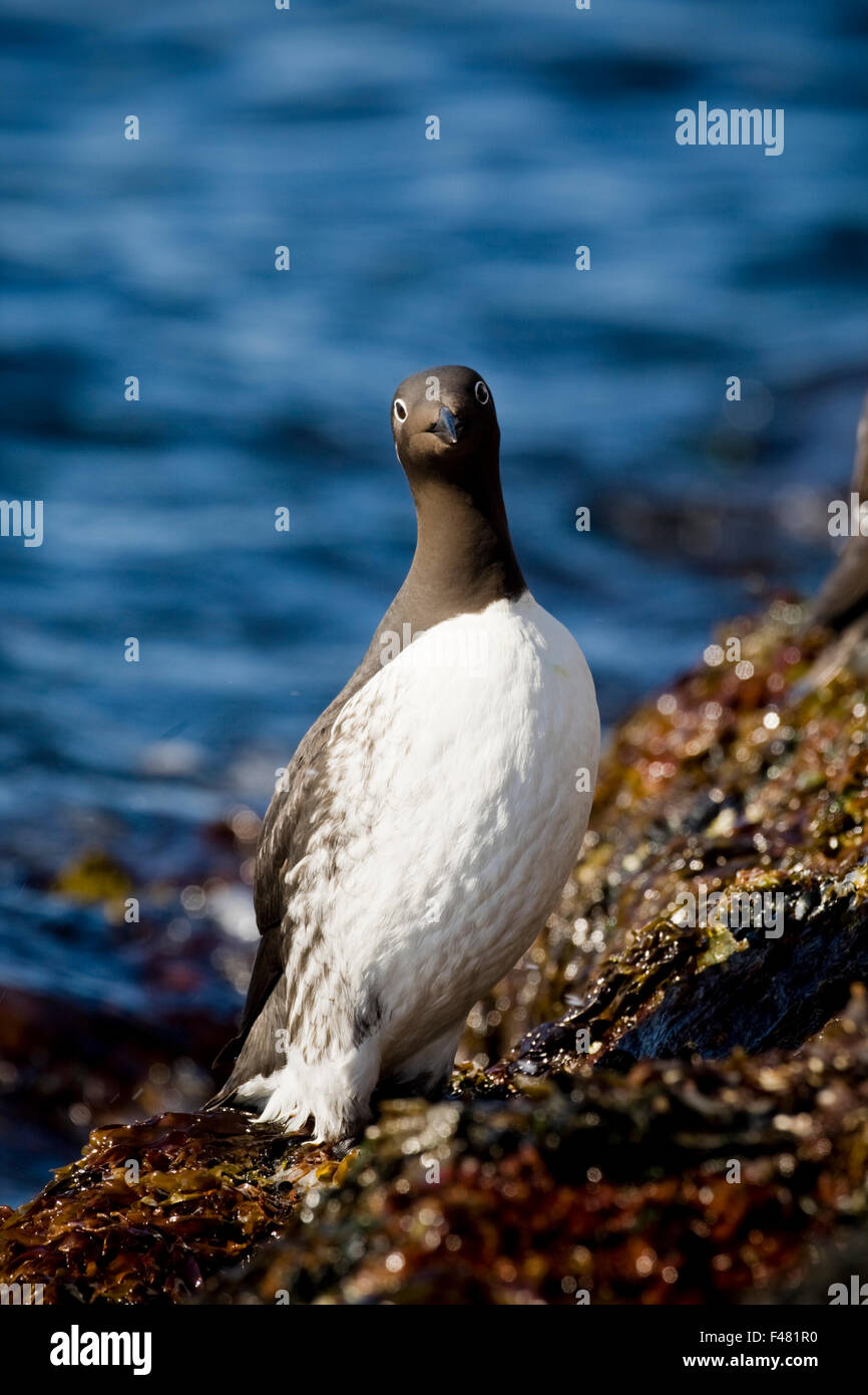Common guillemot standing hi-res stock photography and images - Alamy