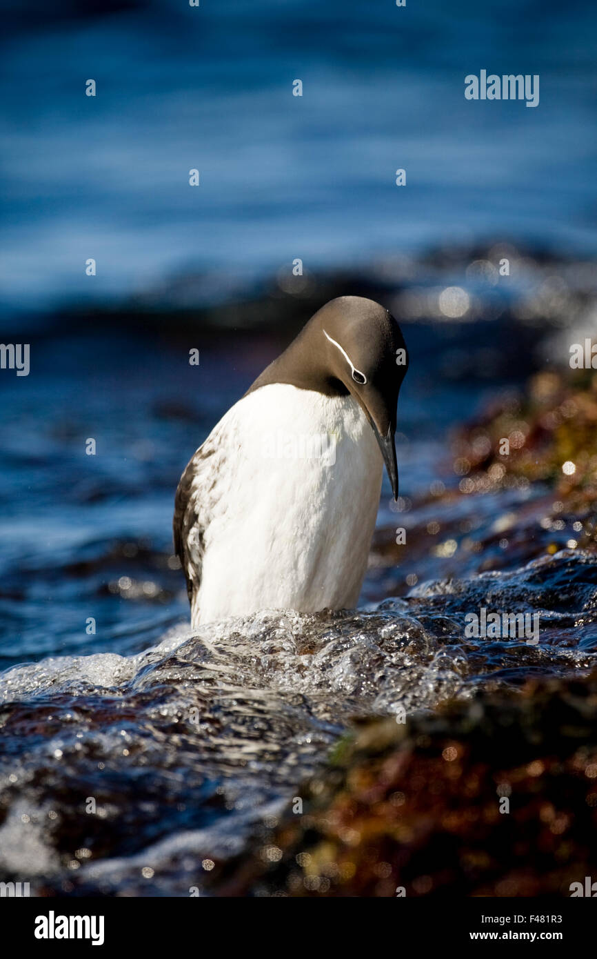 Common guillemot, Norway Stock Photo - Alamy