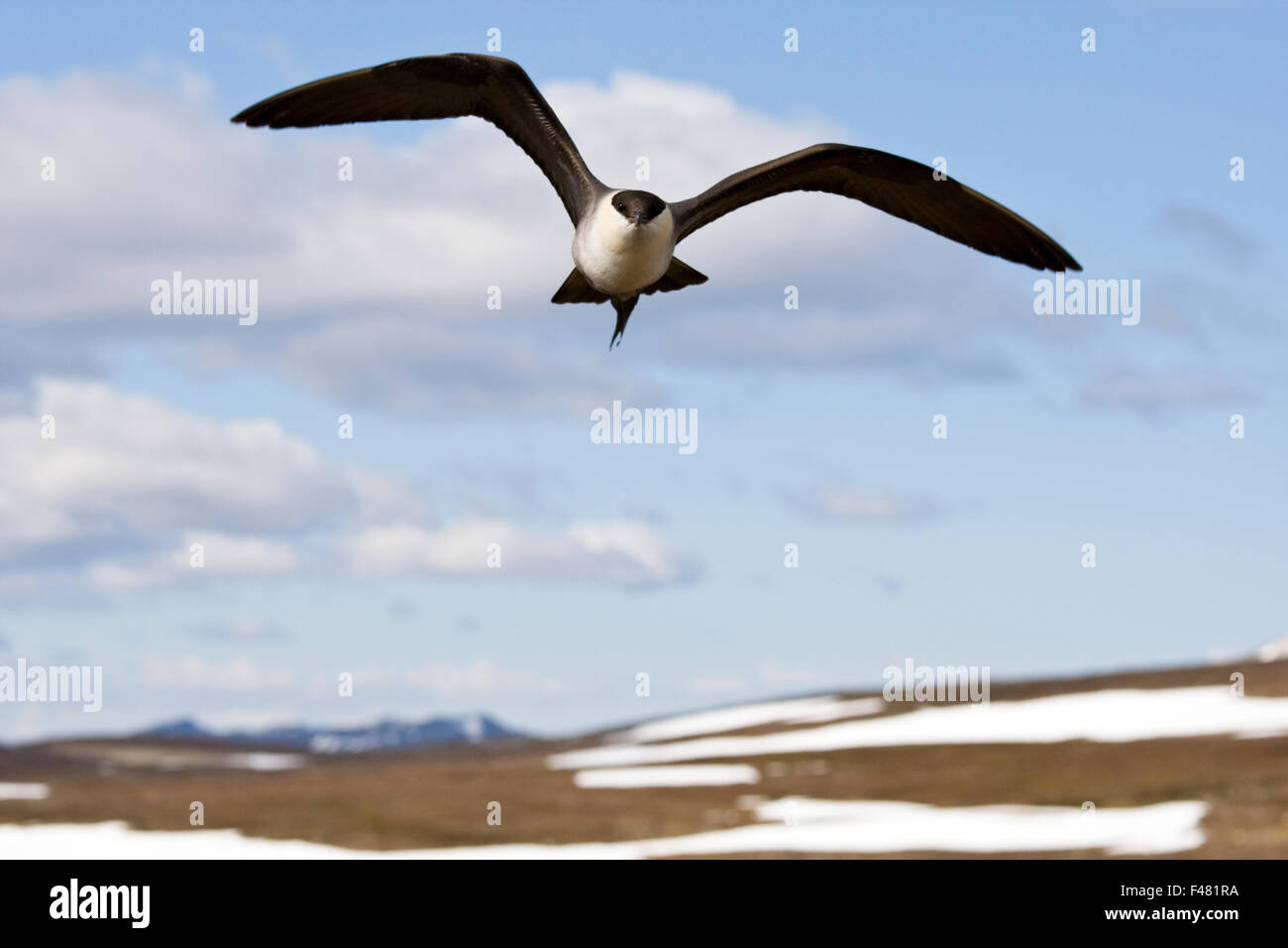 Long tailed skua hi-res stock photography and images - Alamy