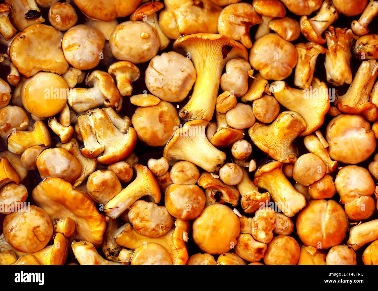 Tasty yellow mushrooms fox photographed in water Stock Photo - Alamy