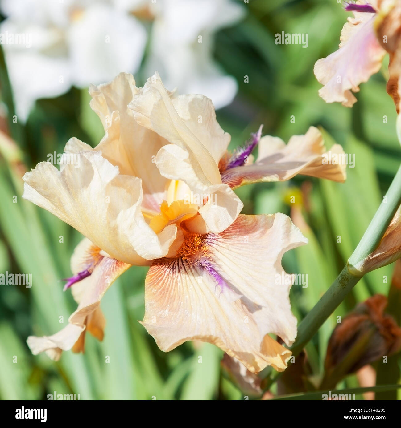 Beige iris hi-res stock photography and images - Alamy