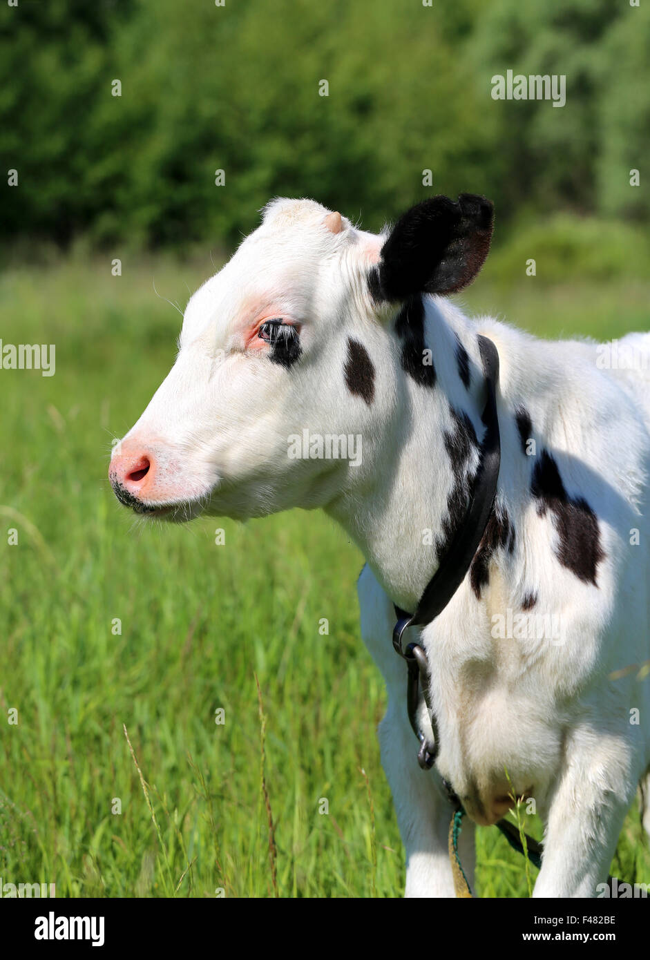 Portrait of a young bull photographed close up Stock Photo - Alamy