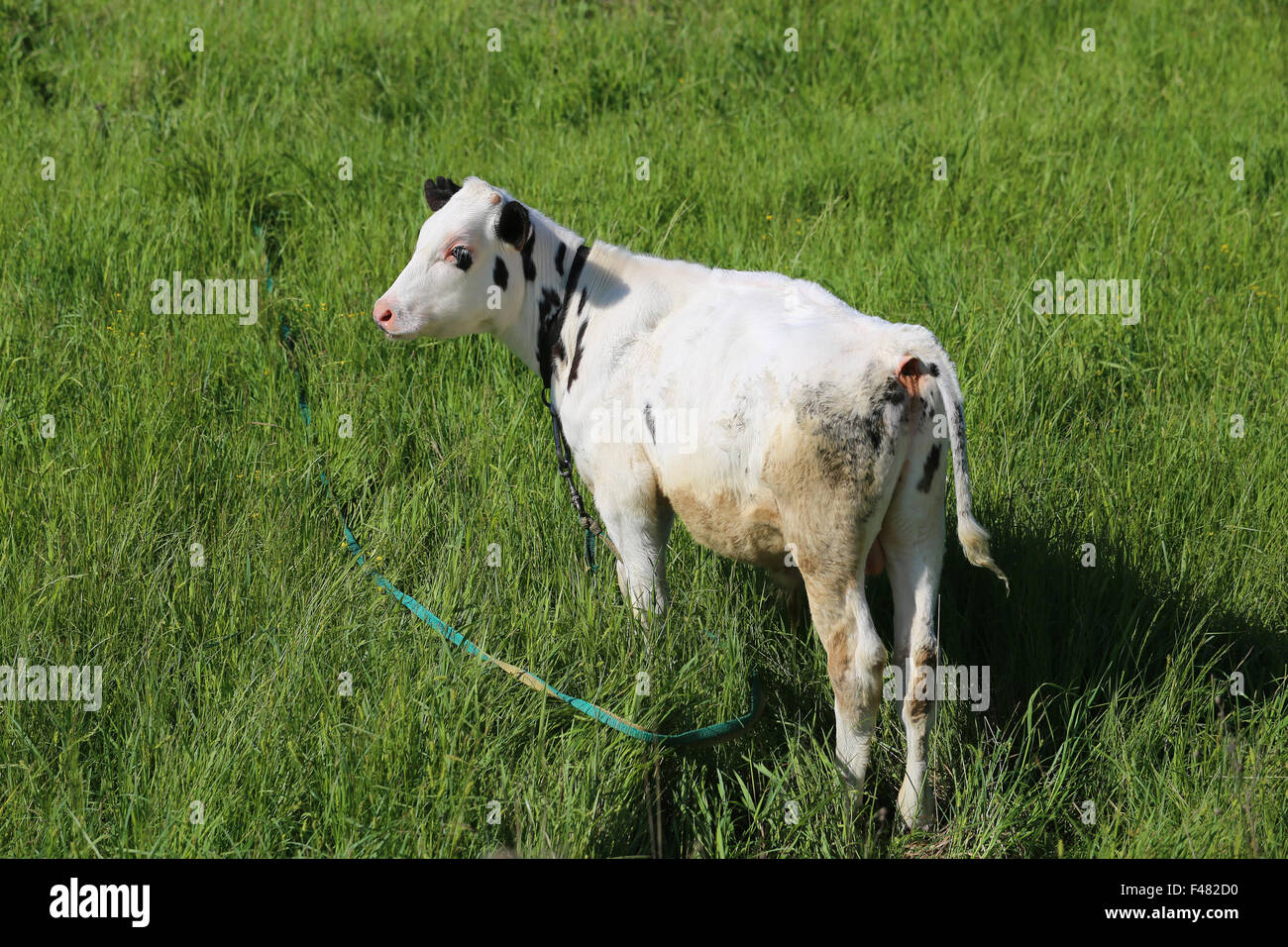 Portrait of a young bull photographed close up Stock Photo - Alamy