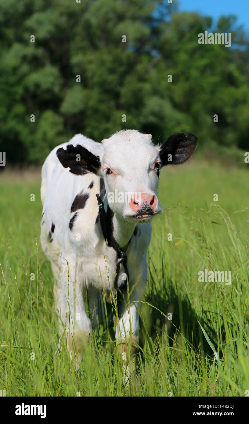 Portrait of a young bull photographed close up Stock Photo - Alamy