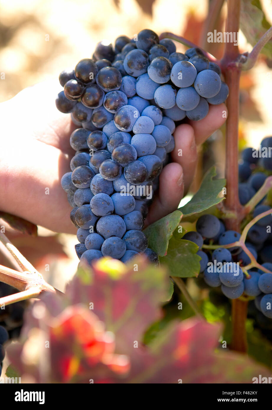 Red grapes on grapevine just before harvesting Stock Photo - Alamy