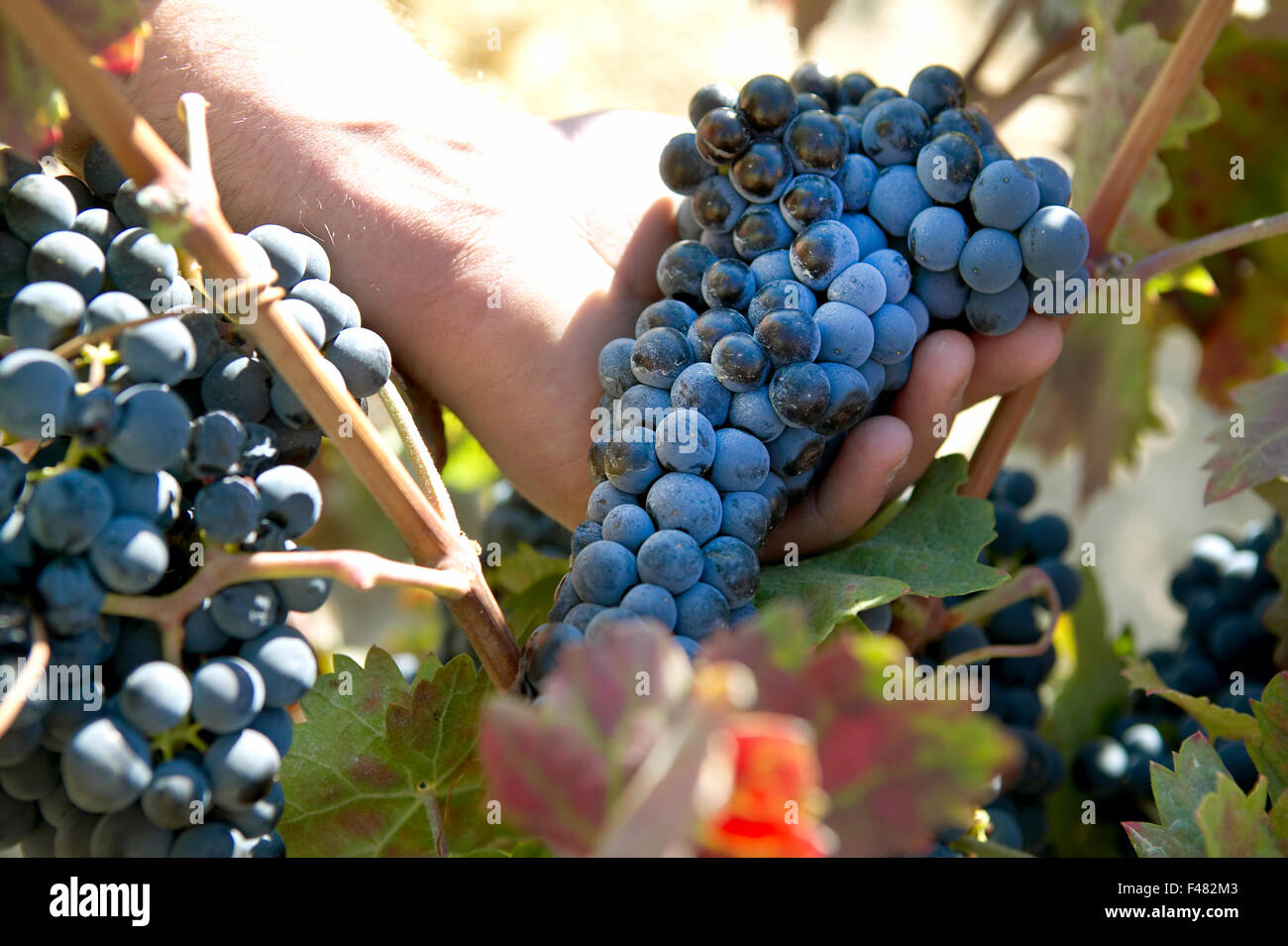 Red grapes on grapevine just before harvesting Stock Photo - Alamy