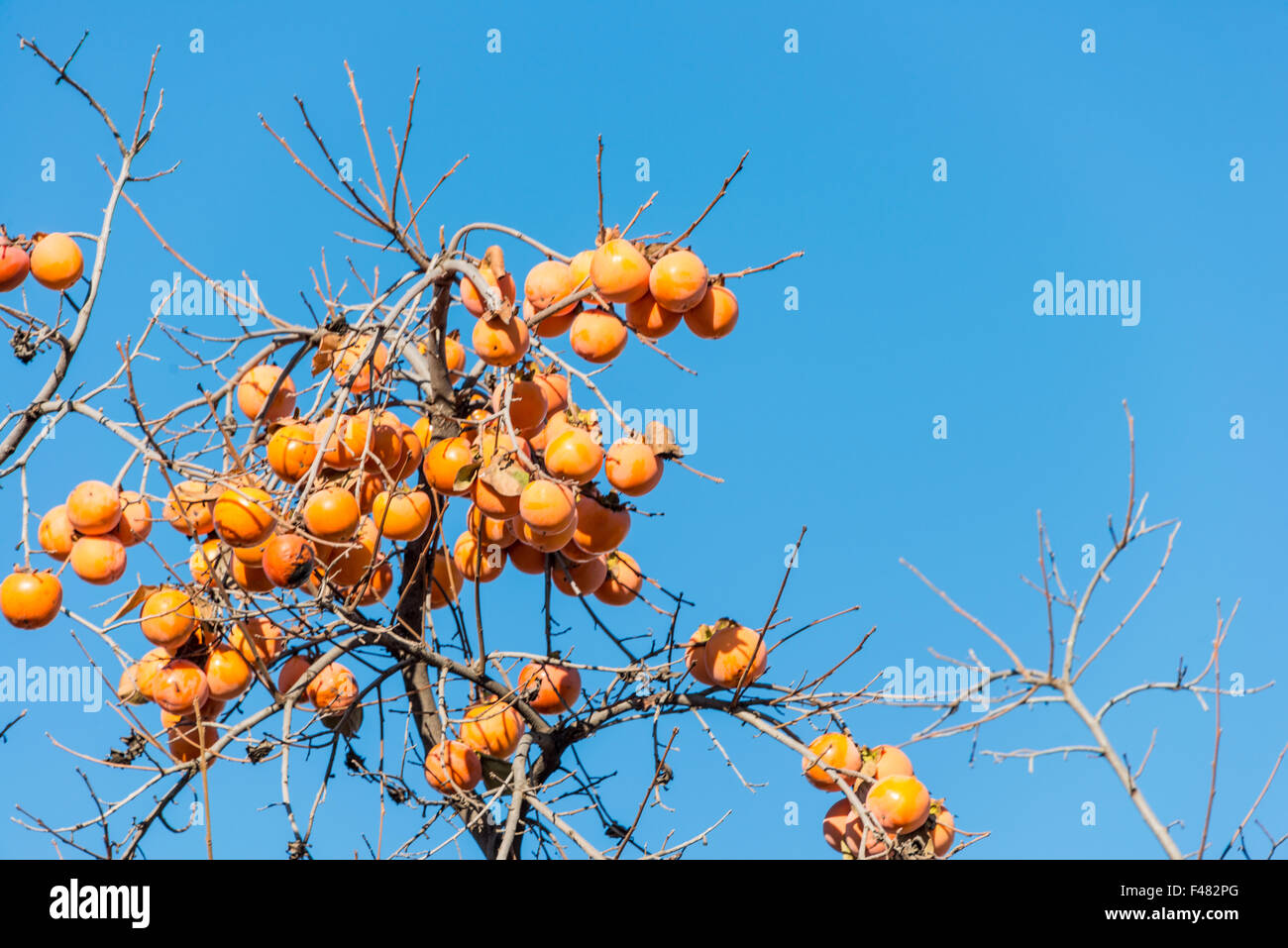 Persimmon fruits on the tree Stock Photo - Alamy