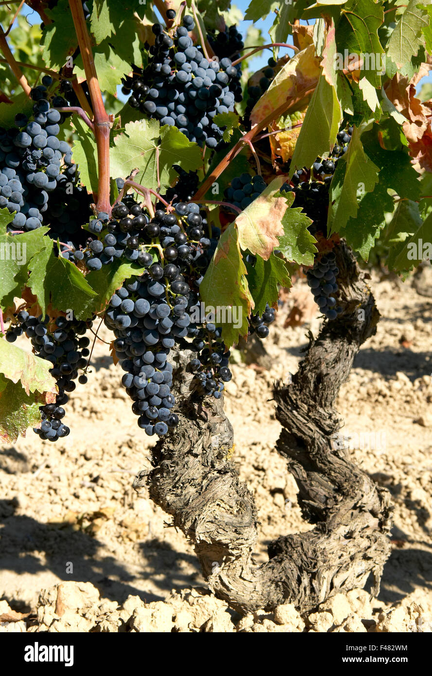 Red grapes on grapevine just before harvesting Stock Photo - Alamy