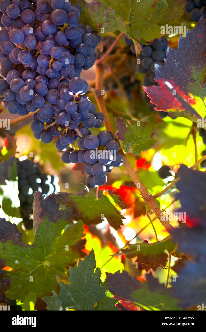 Red grapes on grapevine just before harvesting Stock Photo - Alamy