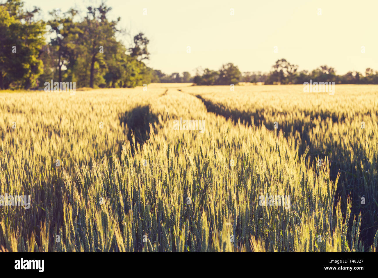 Road in field Stock Photo - Alamy