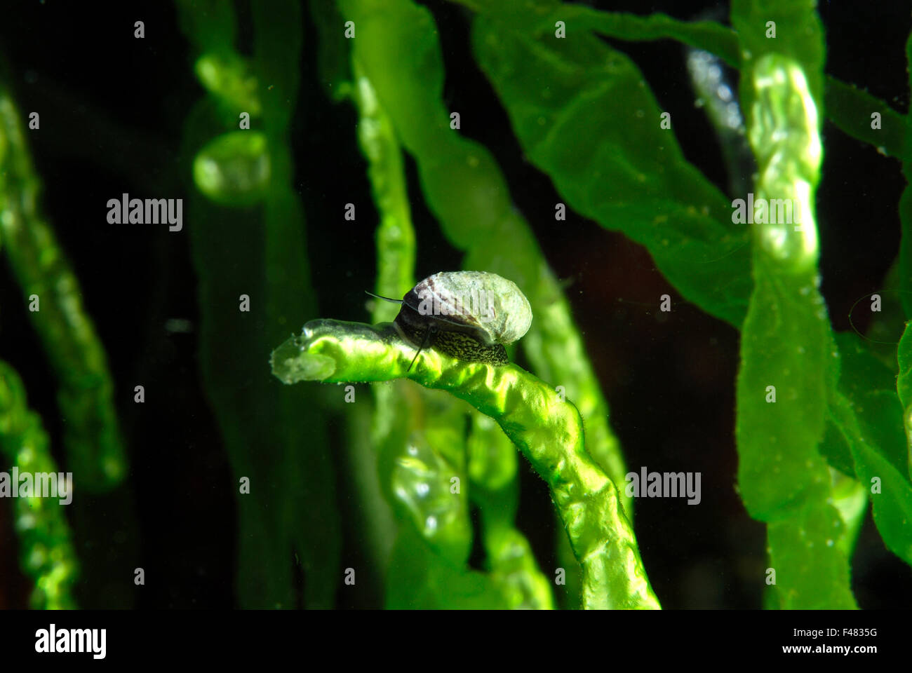 Algae shell hi-res stock photography and images - Alamy