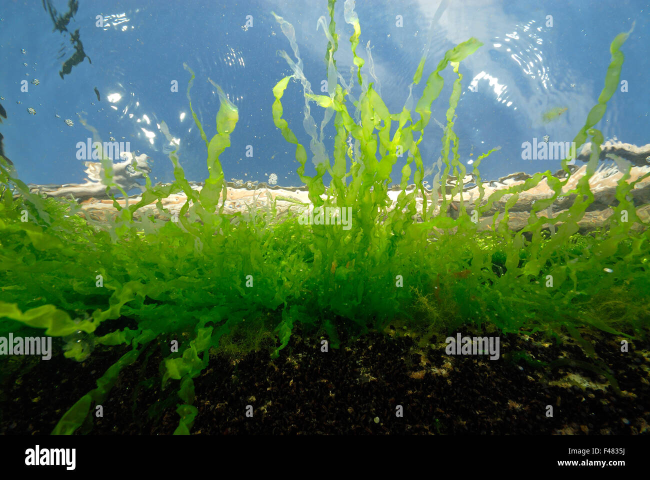 Close view green sea water hi-res stock photography and images - Alamy