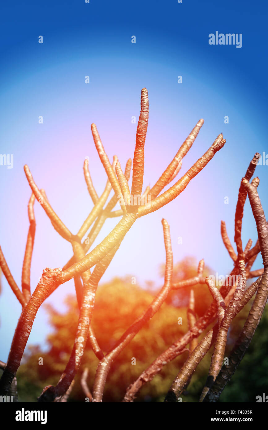 Vine tree branches hi-res stock photography and images - Alamy