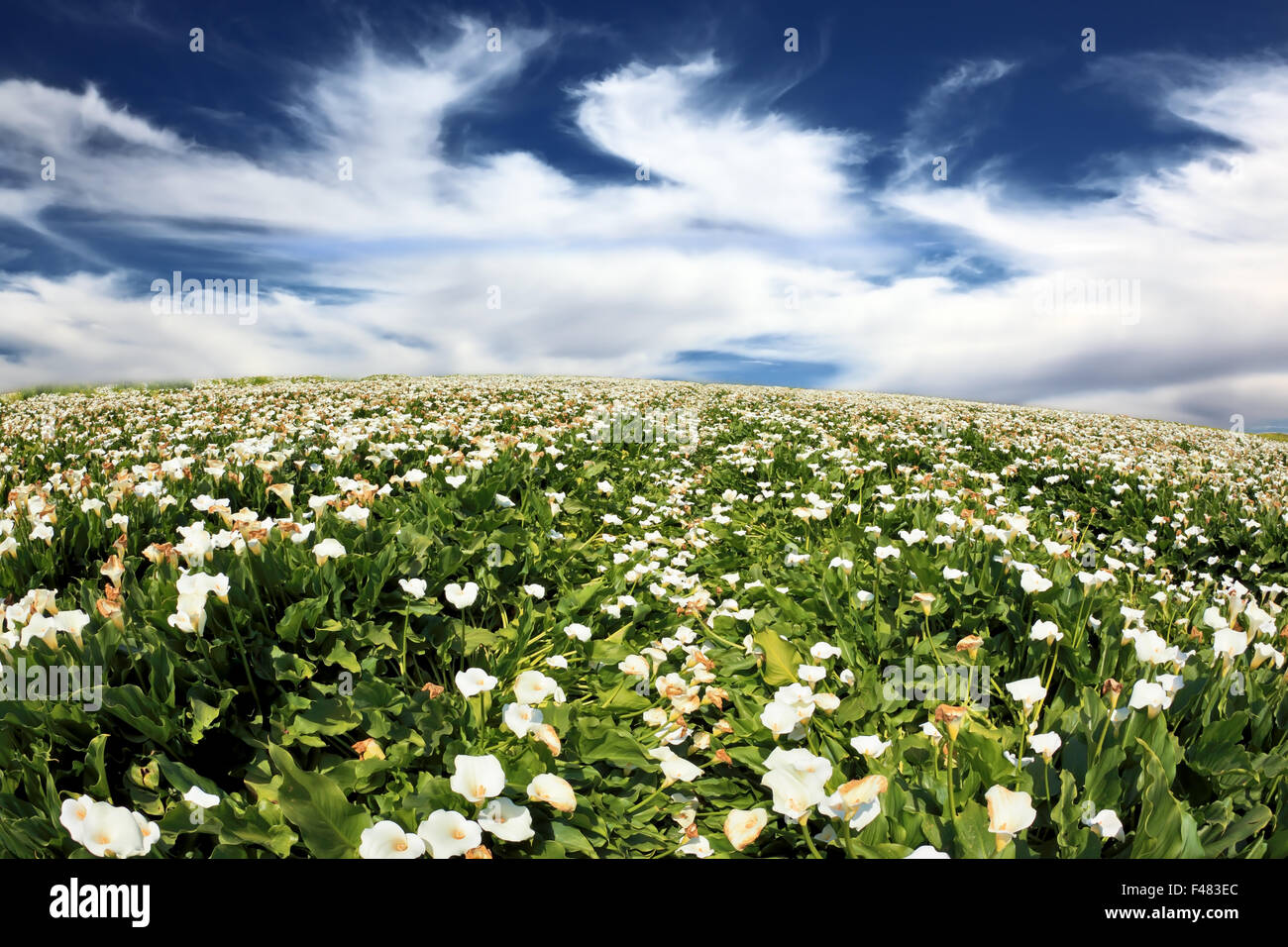 The Teaching Field Of Lilies