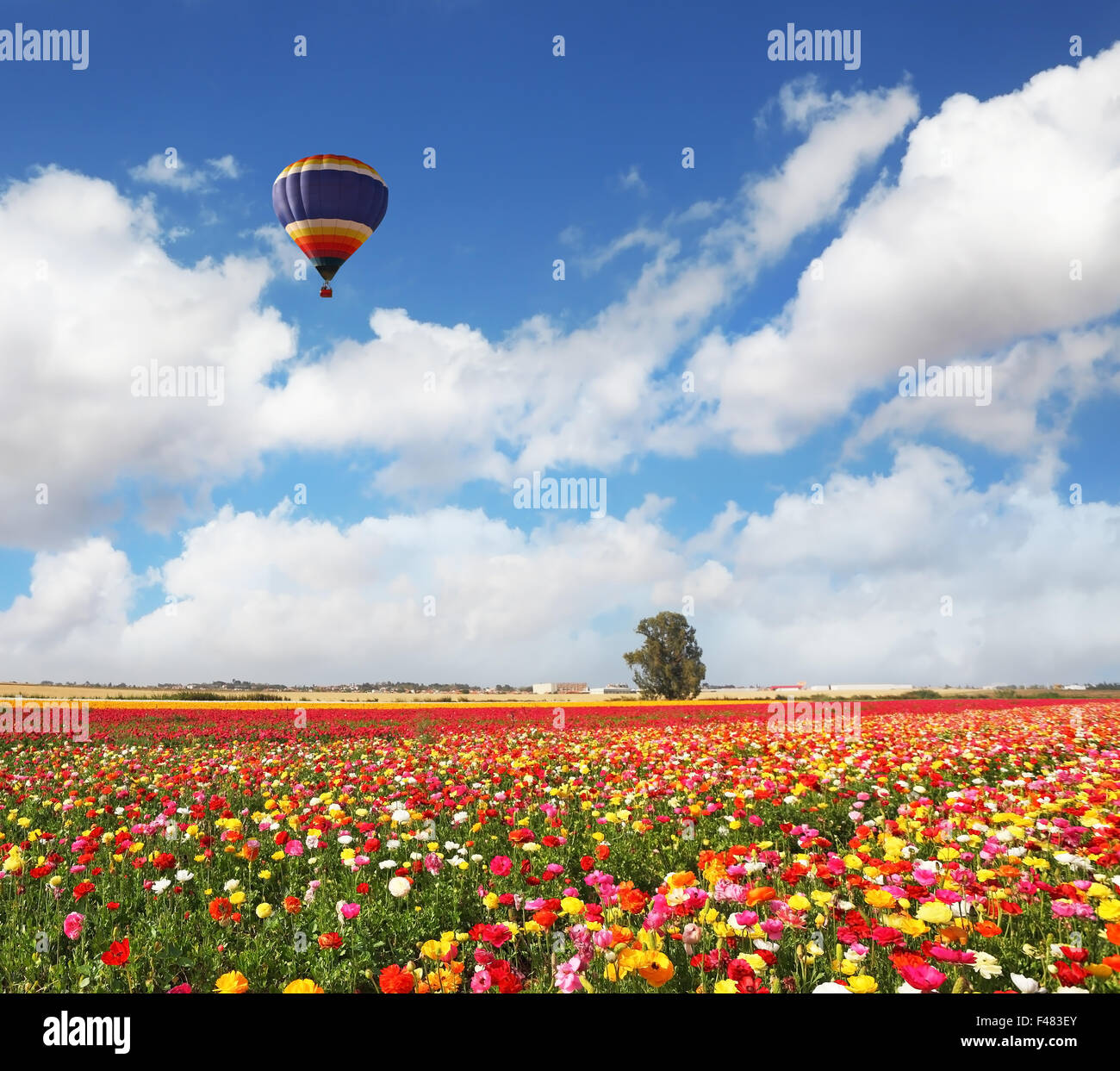 The field of colorful blooming ranunculus Stock Photo - Alamy