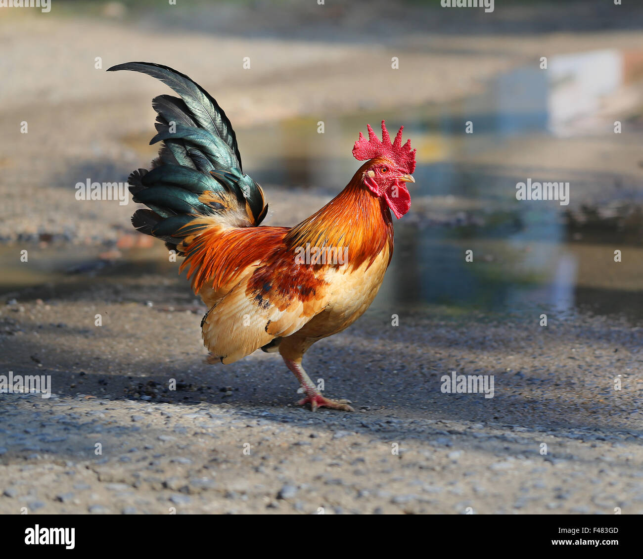 Bright Colored Rooster Stock Photos & Bright Colored Rooster Stock ...