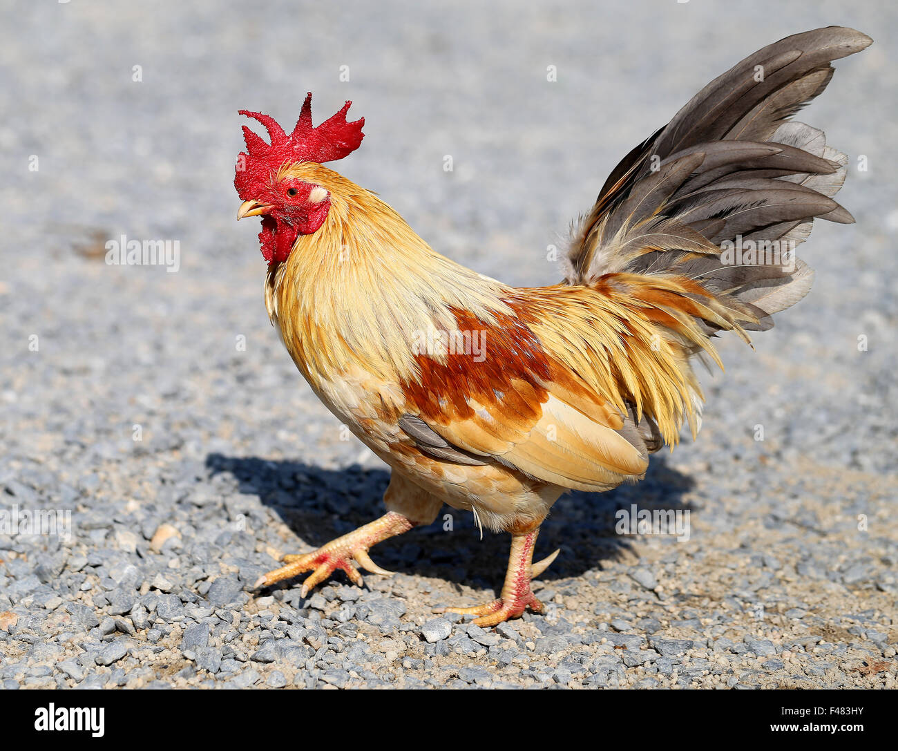 Beautiful multi colored rooster photographed close up Stock Photo - Alamy