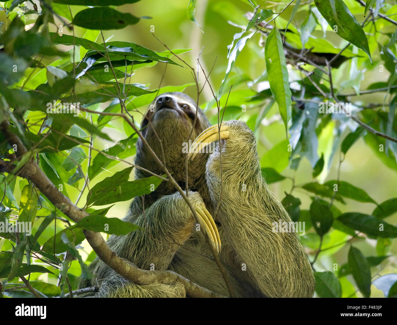 Sloths costa rica hi-res stock photography and images - Alamy