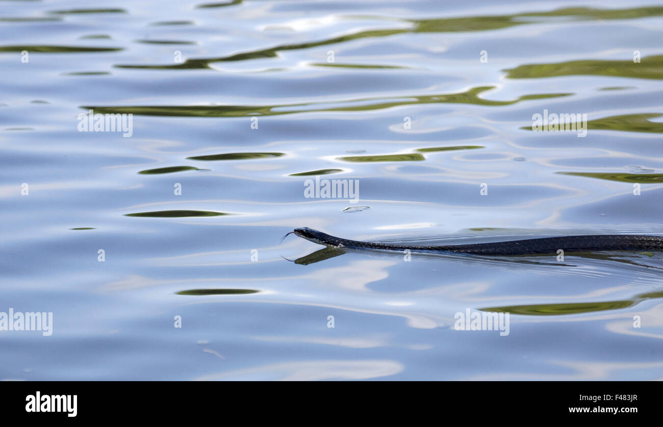 Poisonous Snake Costa Rica High Resolution Stock Photography and Images ...