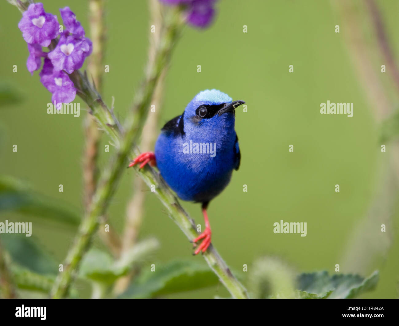 Honeycreepers hi-res stock photography and images - Alamy
