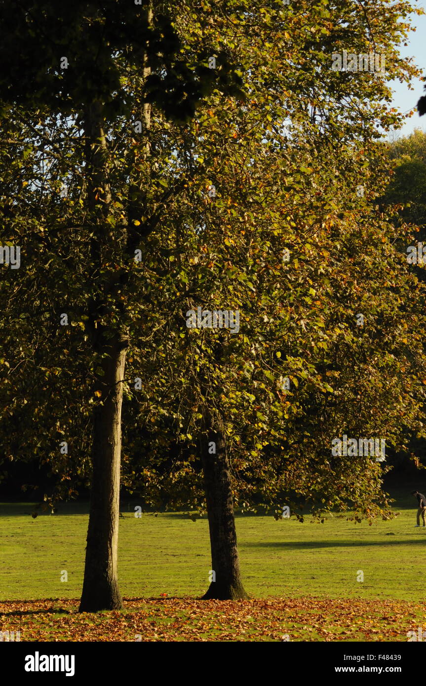 Trees sunny afternoon hi-res stock photography and images - Alamy
